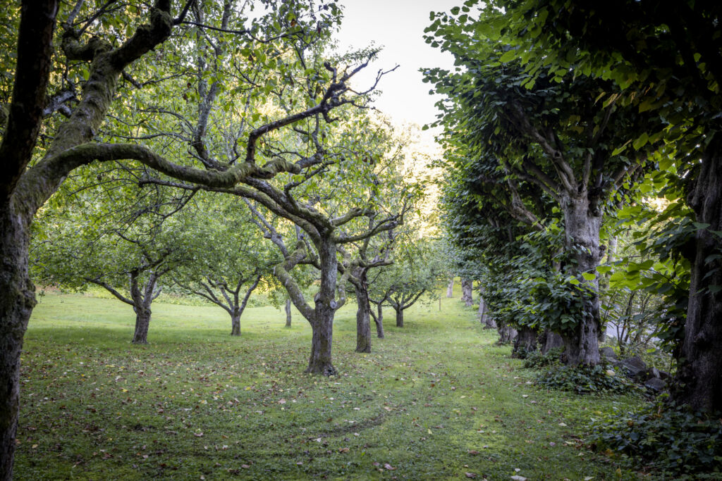 Stadsnära odling på Lilla Änggården - Göteborgs stadsmuseum